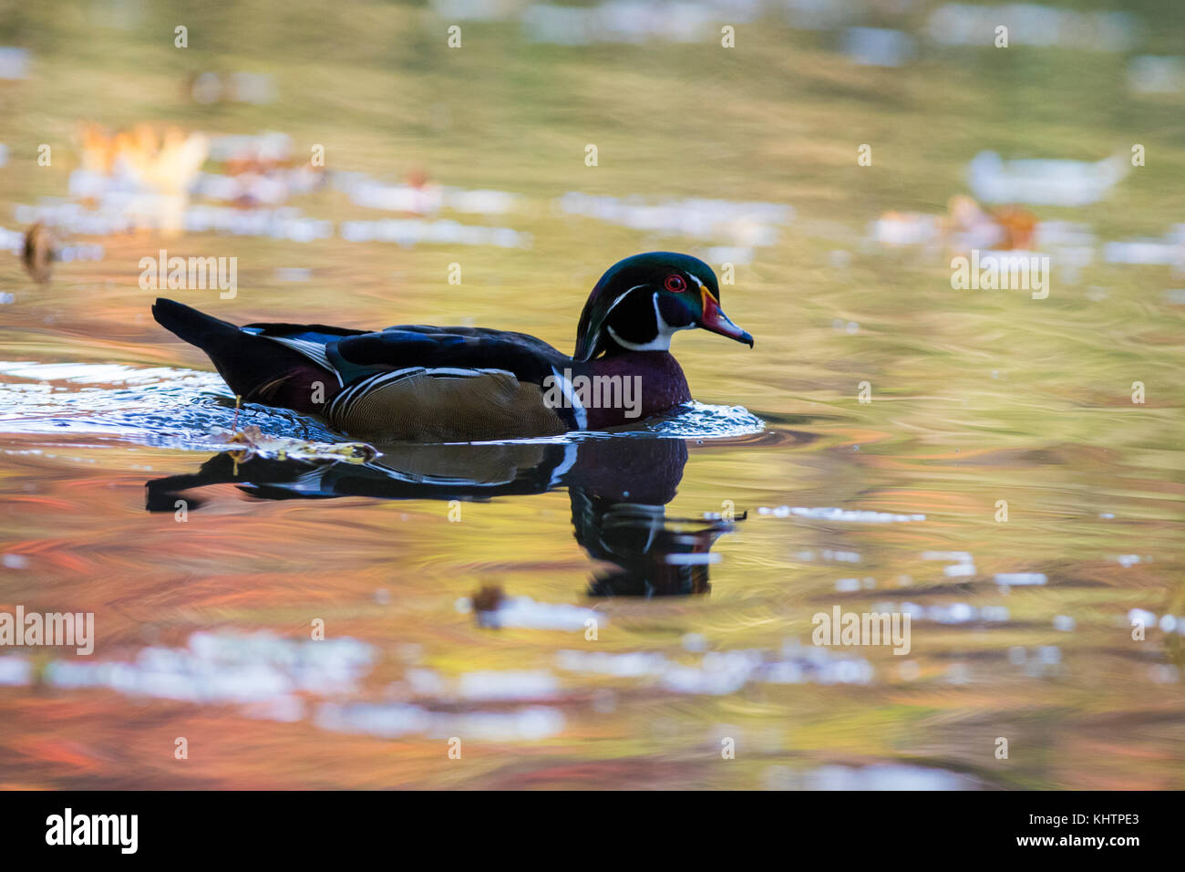 Wood duck male in fall Stock Photo - Alamy