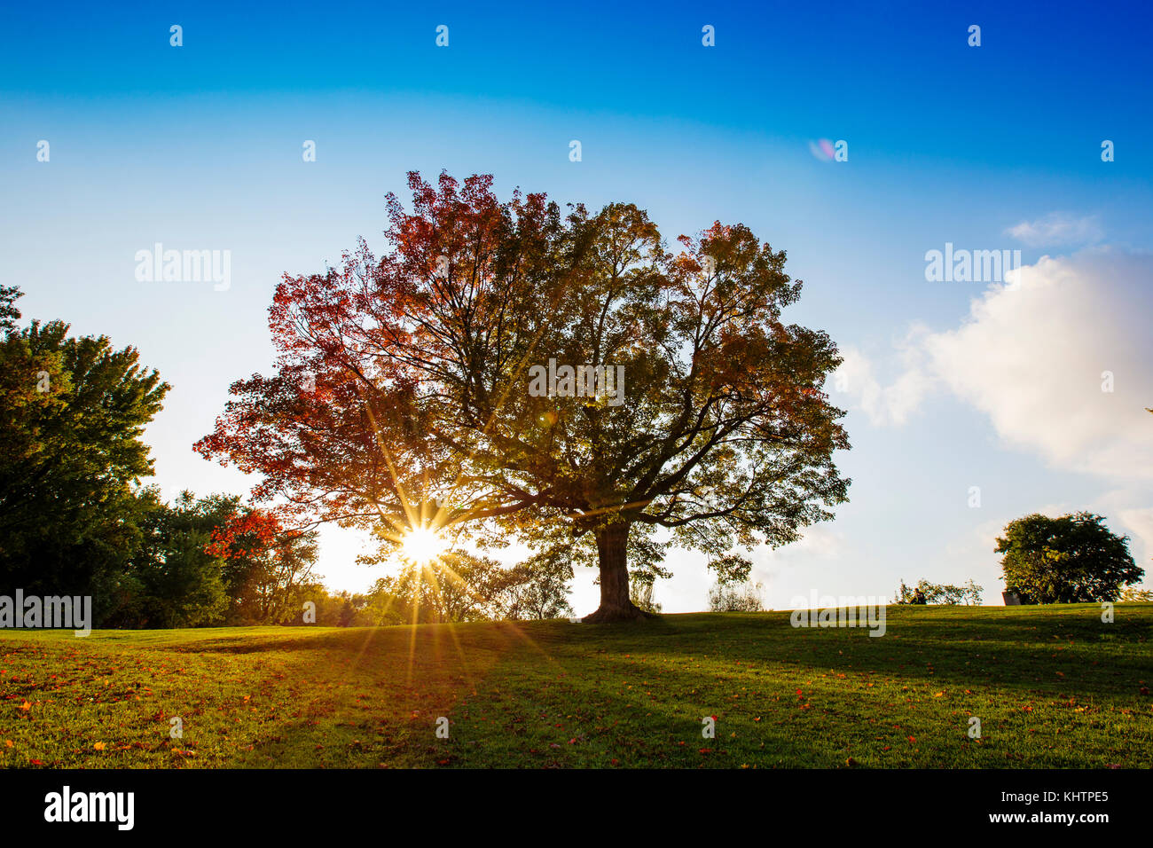 Autumn trees in sunset Stock Photo - Alamy