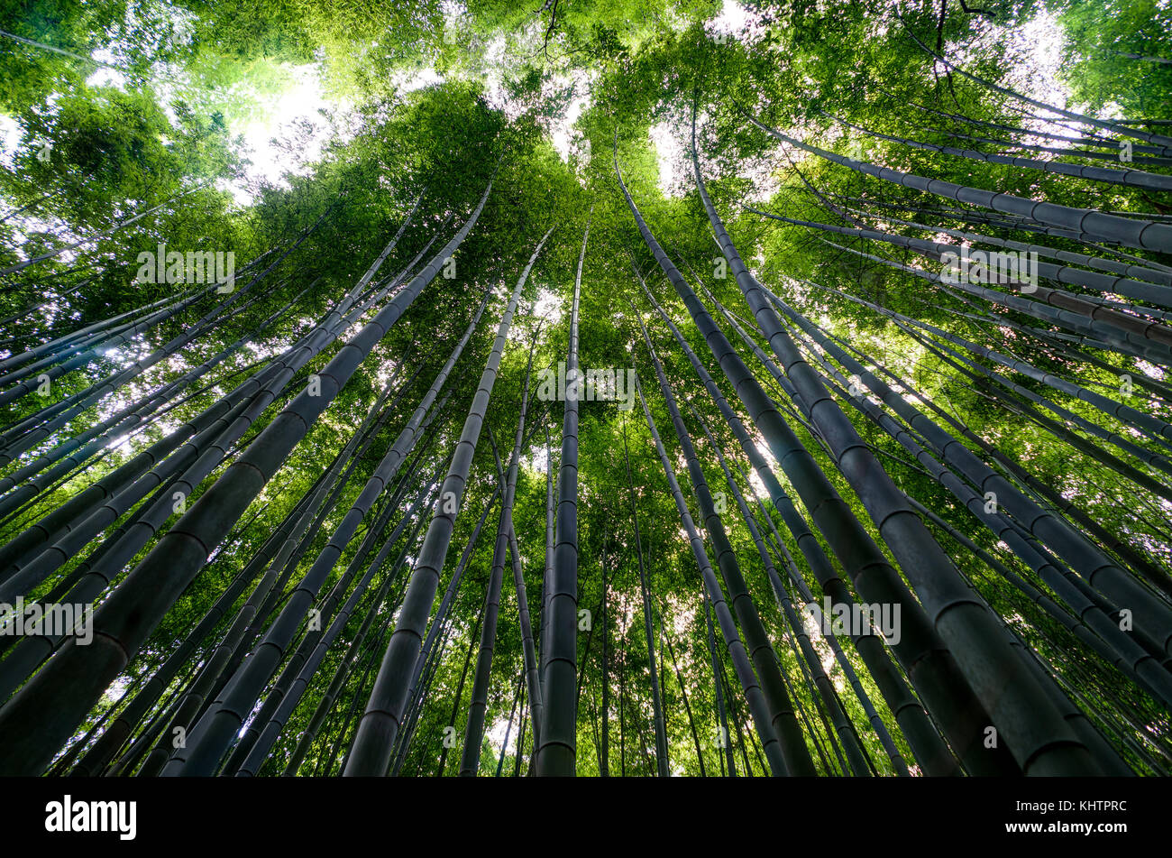 Temperate bamboo forest hi-res stock photography and images - Alamy