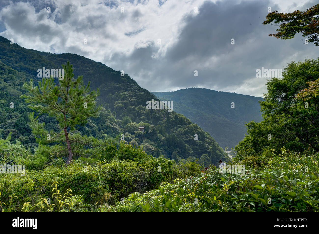 Grassland biome hi-res stock photography and images - Alamy