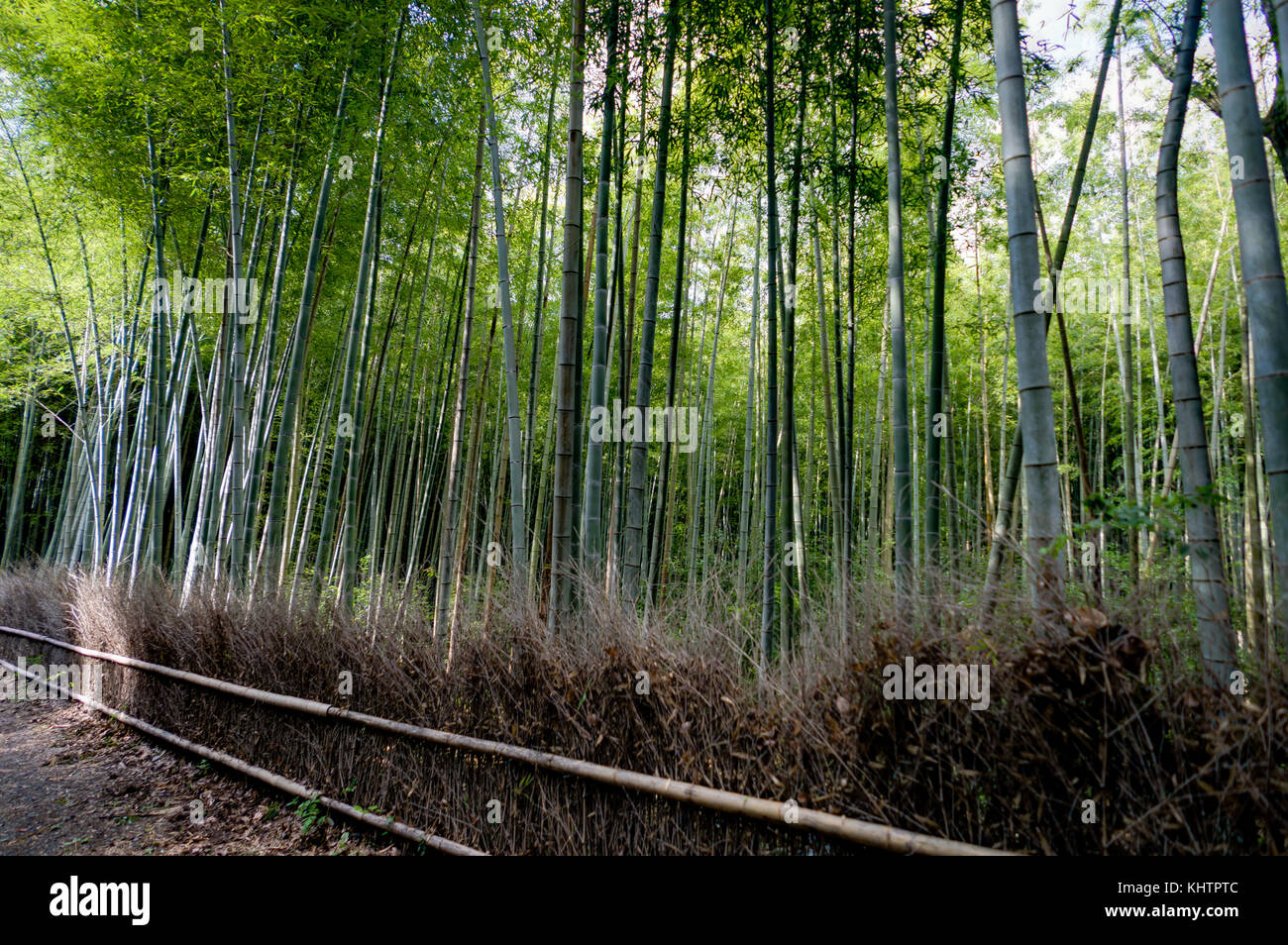 Temperate bamboo forest hi-res stock photography and images - Alamy