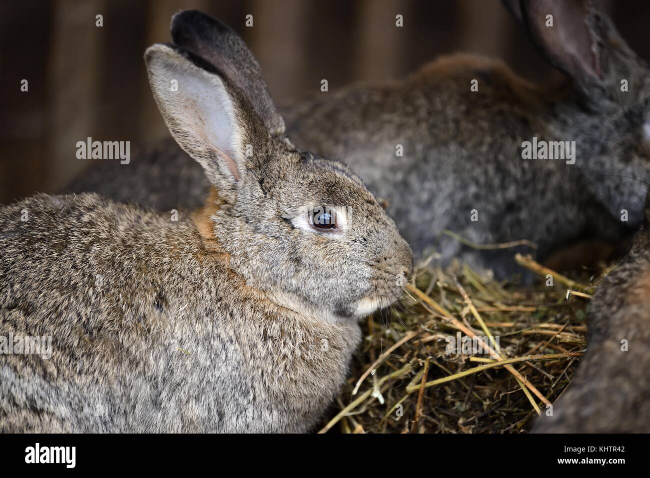 Herd of rabbits eat hay in barn Stock Photo - Alamy