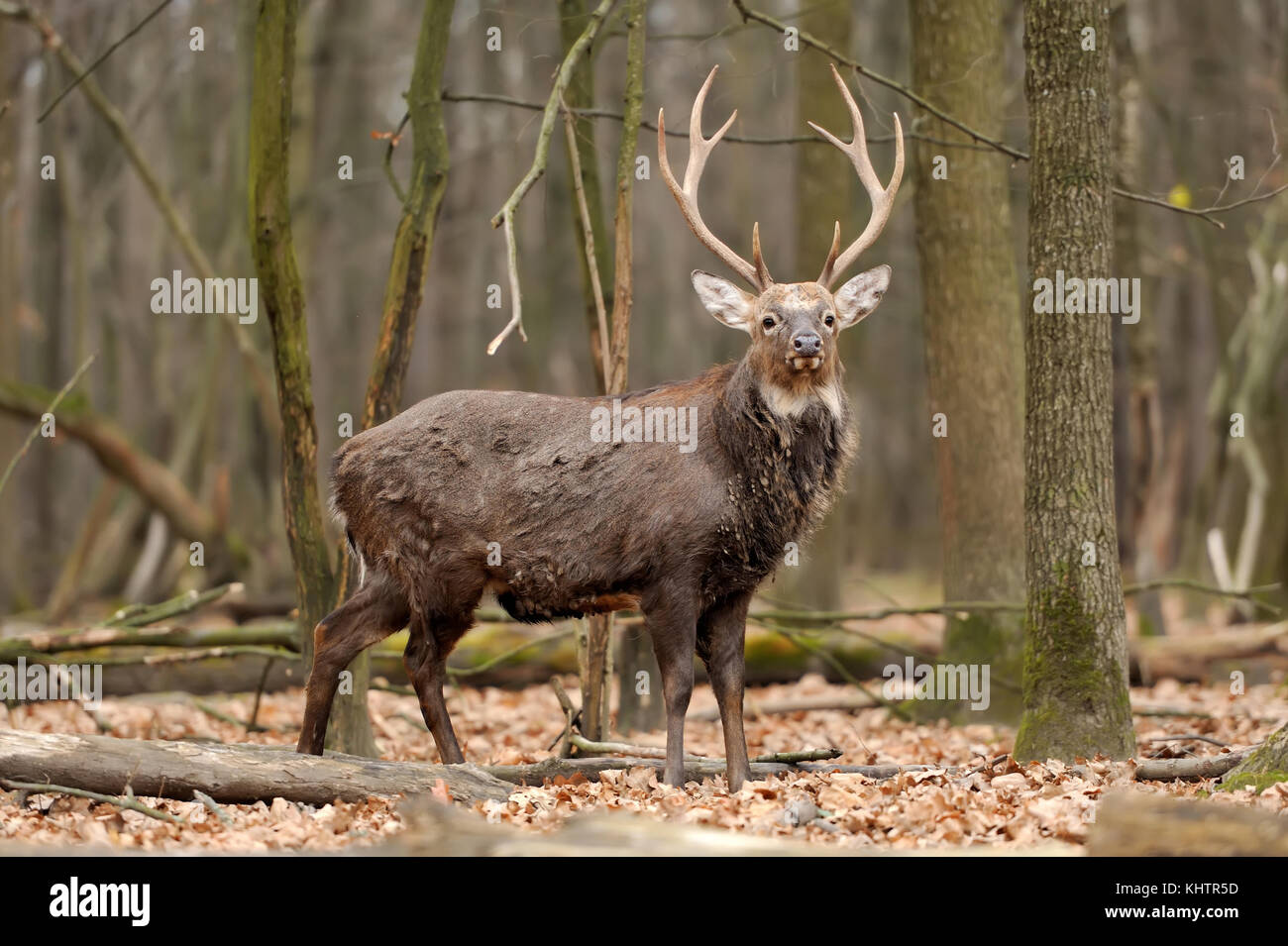 Whitetail Buck Deer Stag in forest Stock Photo - Alamy
