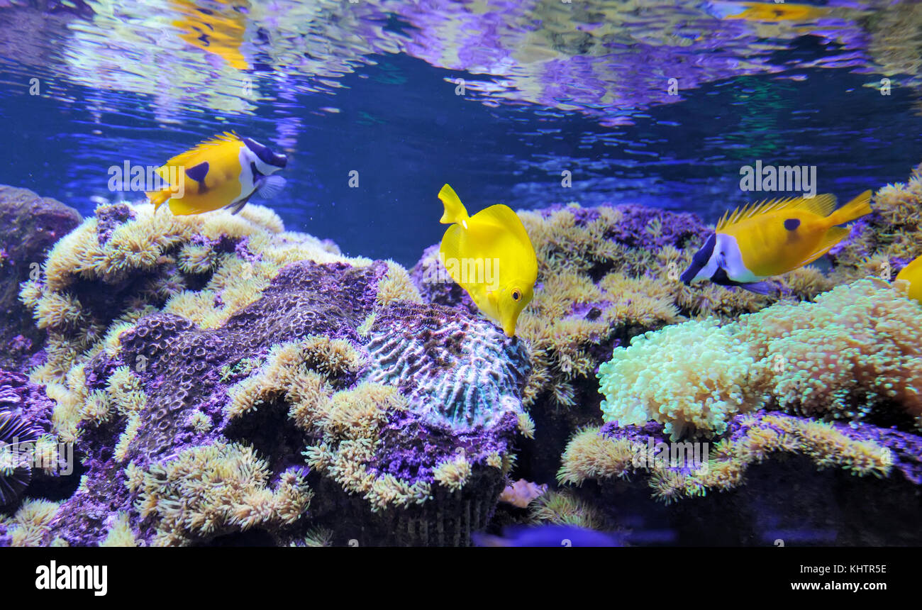 Underwater scene, showing different colorful fishes swimming Stock ...