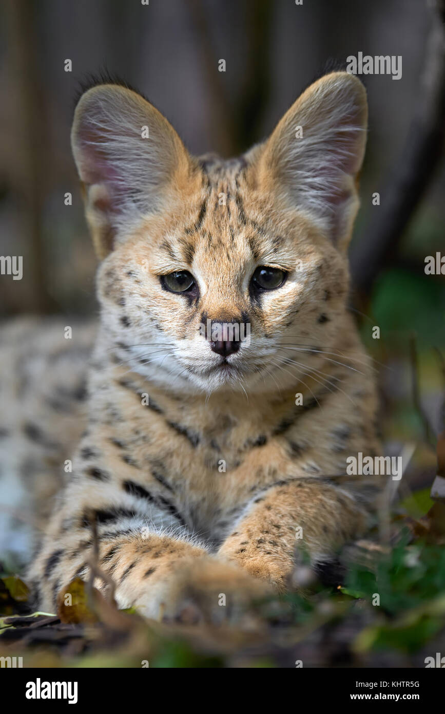 Serval Eyes High Resolution Stock Photography and Images - Alamy