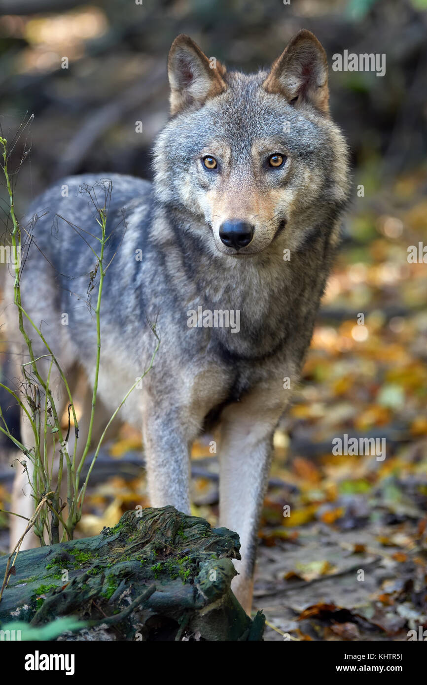 Timber wolf hi-res stock photography and images - Alamy