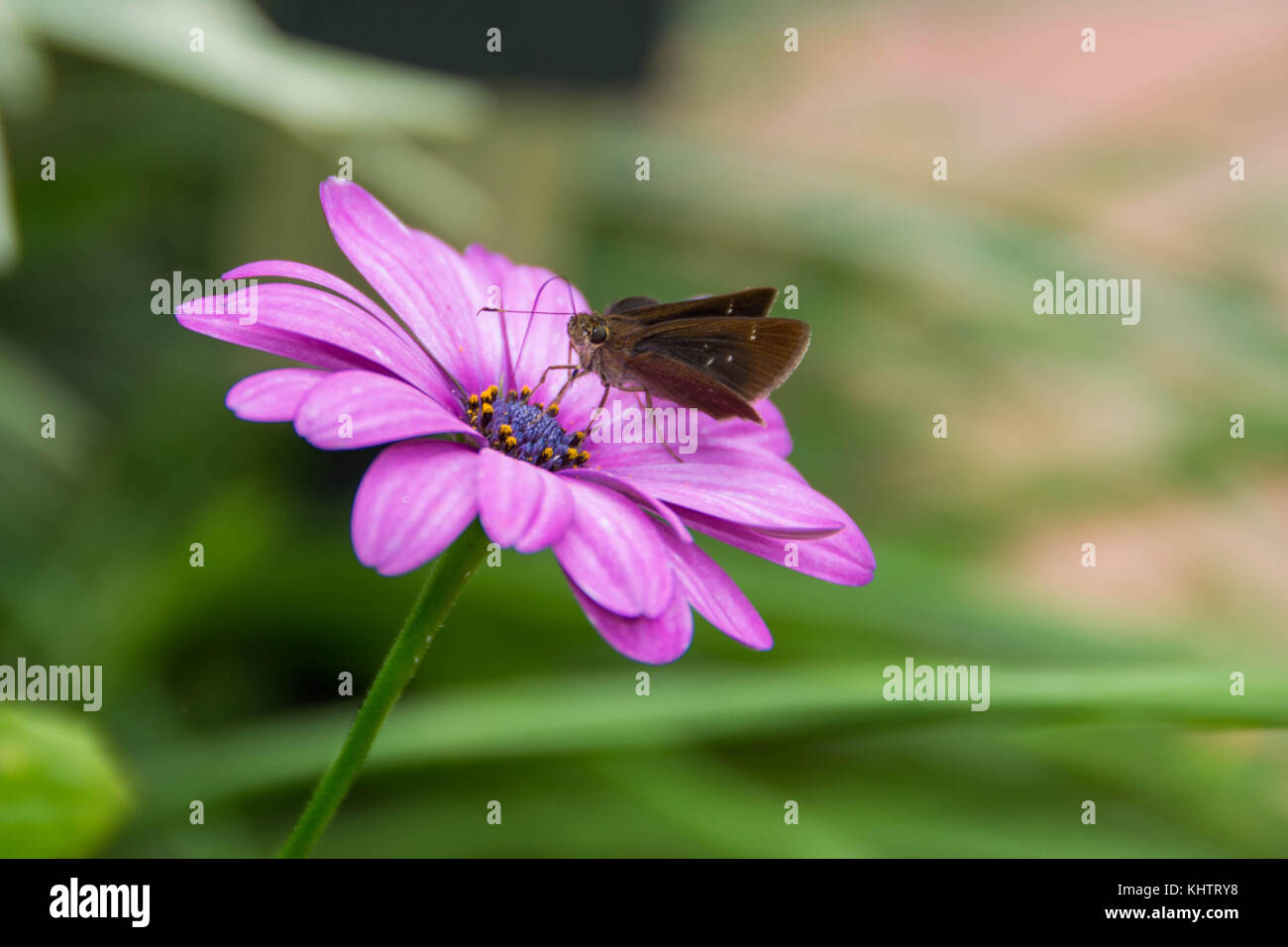 a moth posing over a purple flower Stock Photo - Alamy