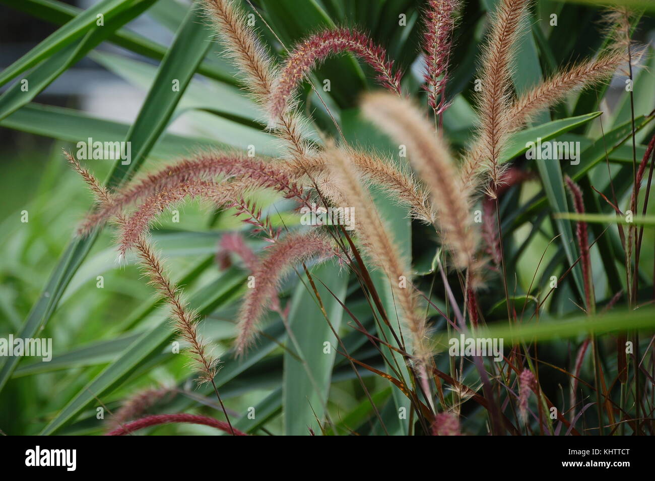 Close focus view of Red Stem Foxtail Grass seed stalks and green blades ...