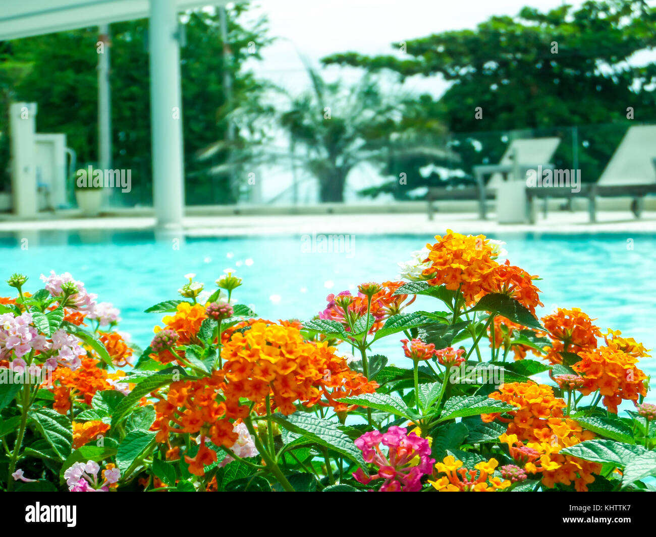 colorful of lantana camara mix light pink orange white magenta in the ...