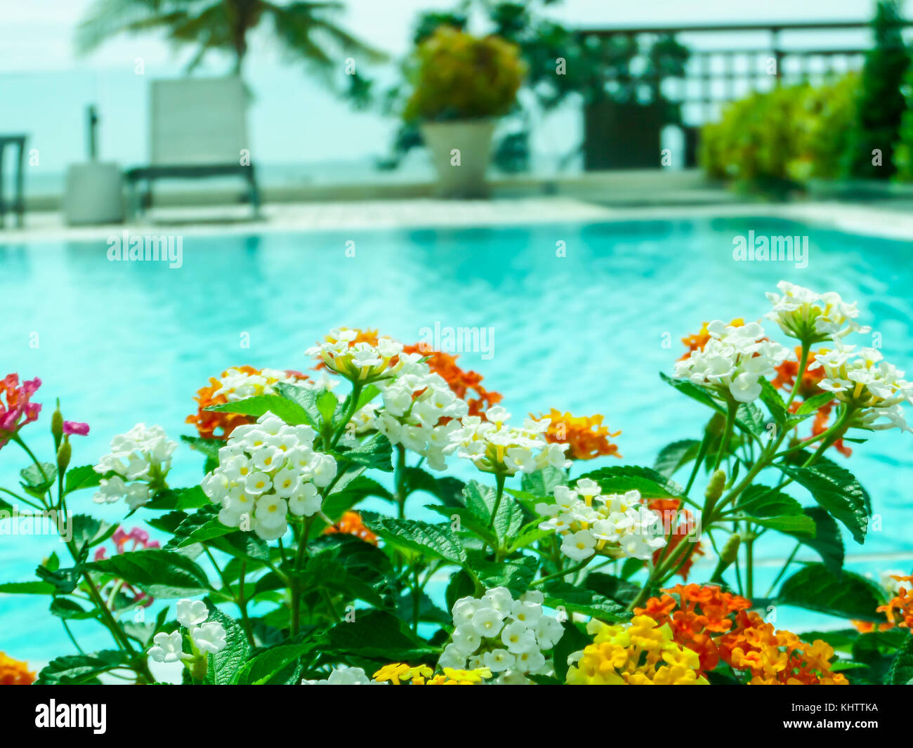 colorful of lantana camara mix light pink orange white magenta in the ...