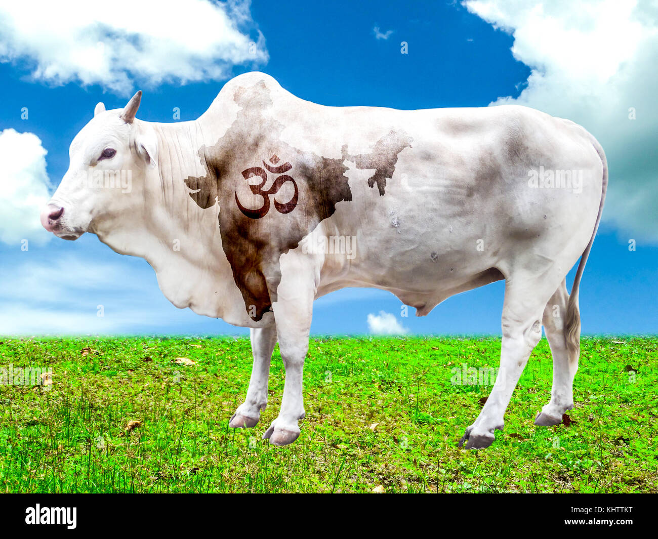 cow with india map and hindi word bless OM stand in the field and clear ...