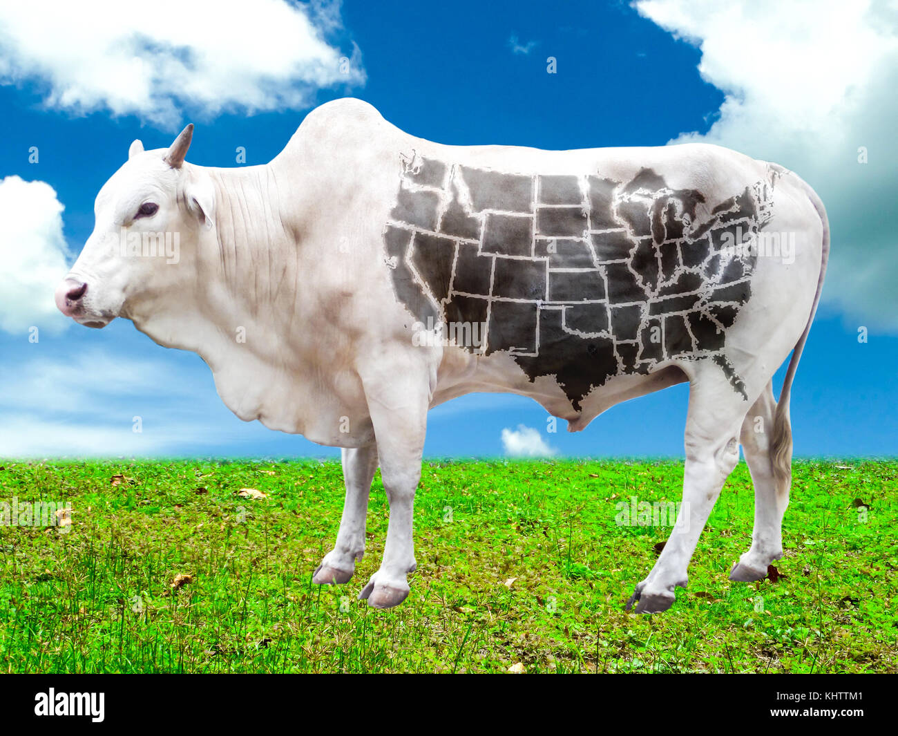 cow with USA map in the field and clear sky Stock Photo - Alamy