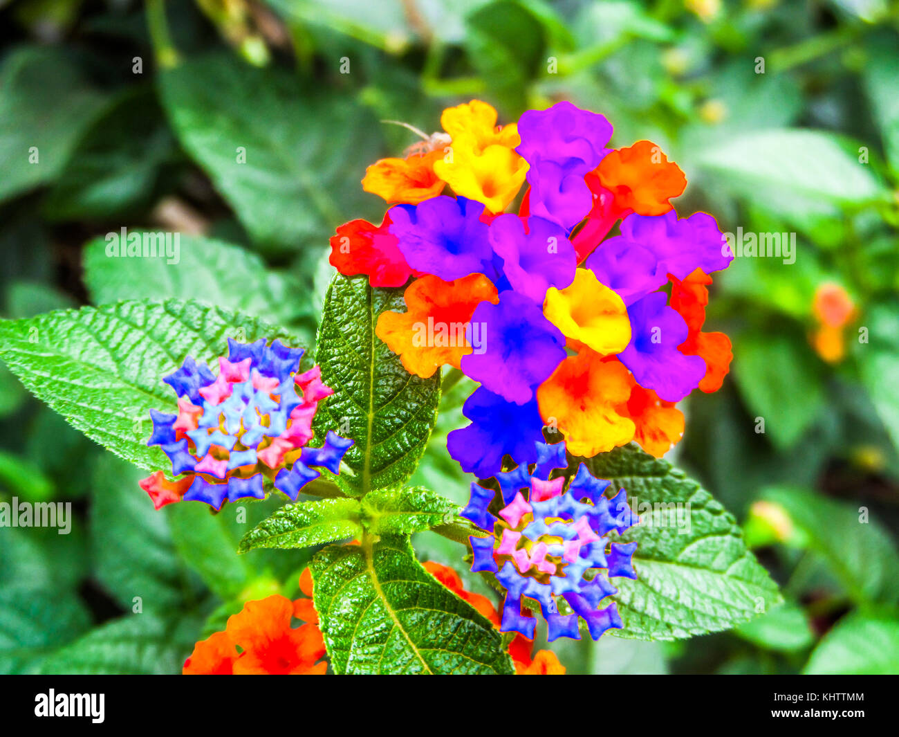 Lantana colorful bloom in the garden has green leaf backgroud Stock ...