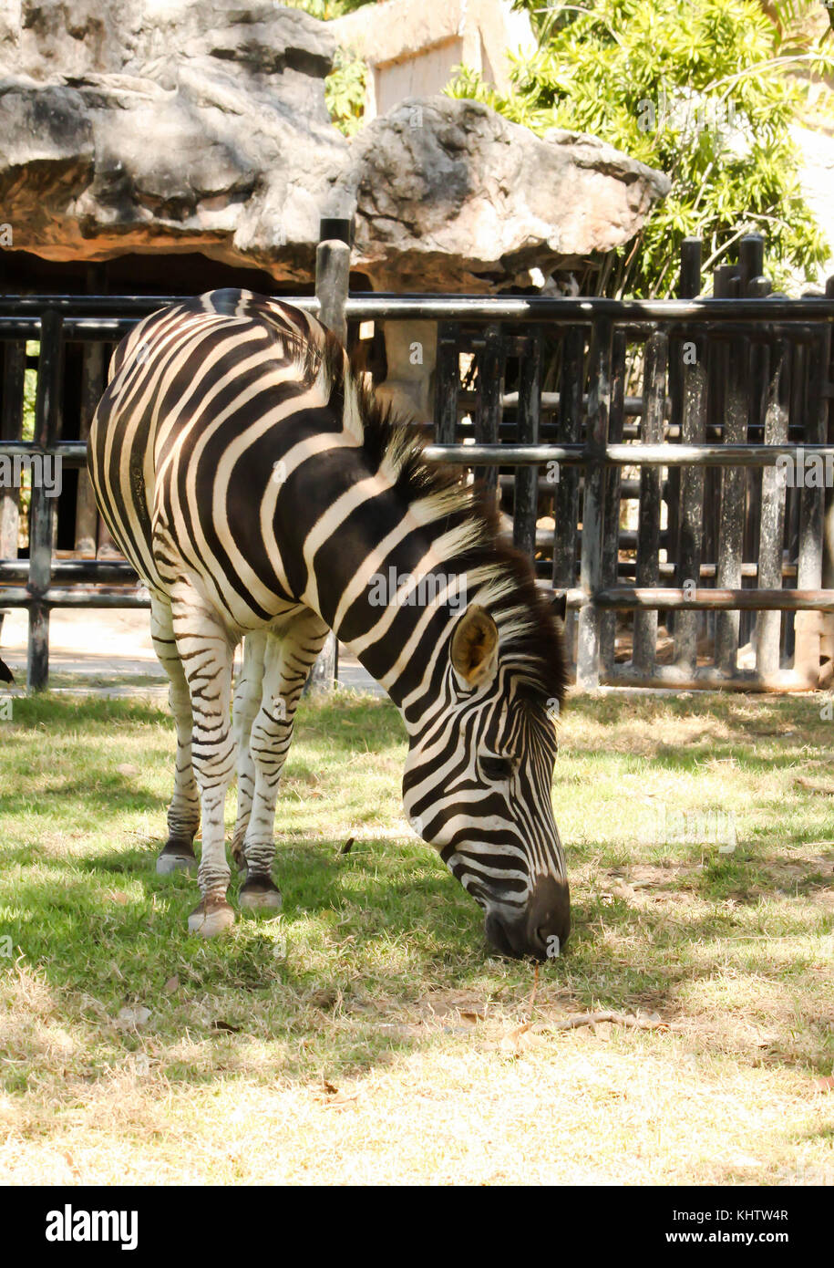 Close up Single zebra portrait in the zoo thailand Stock Photo - Alamy