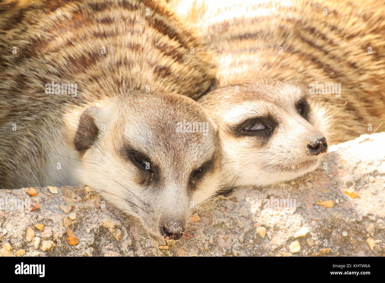 Two meerkat hi-res stock photography and images - Alamy