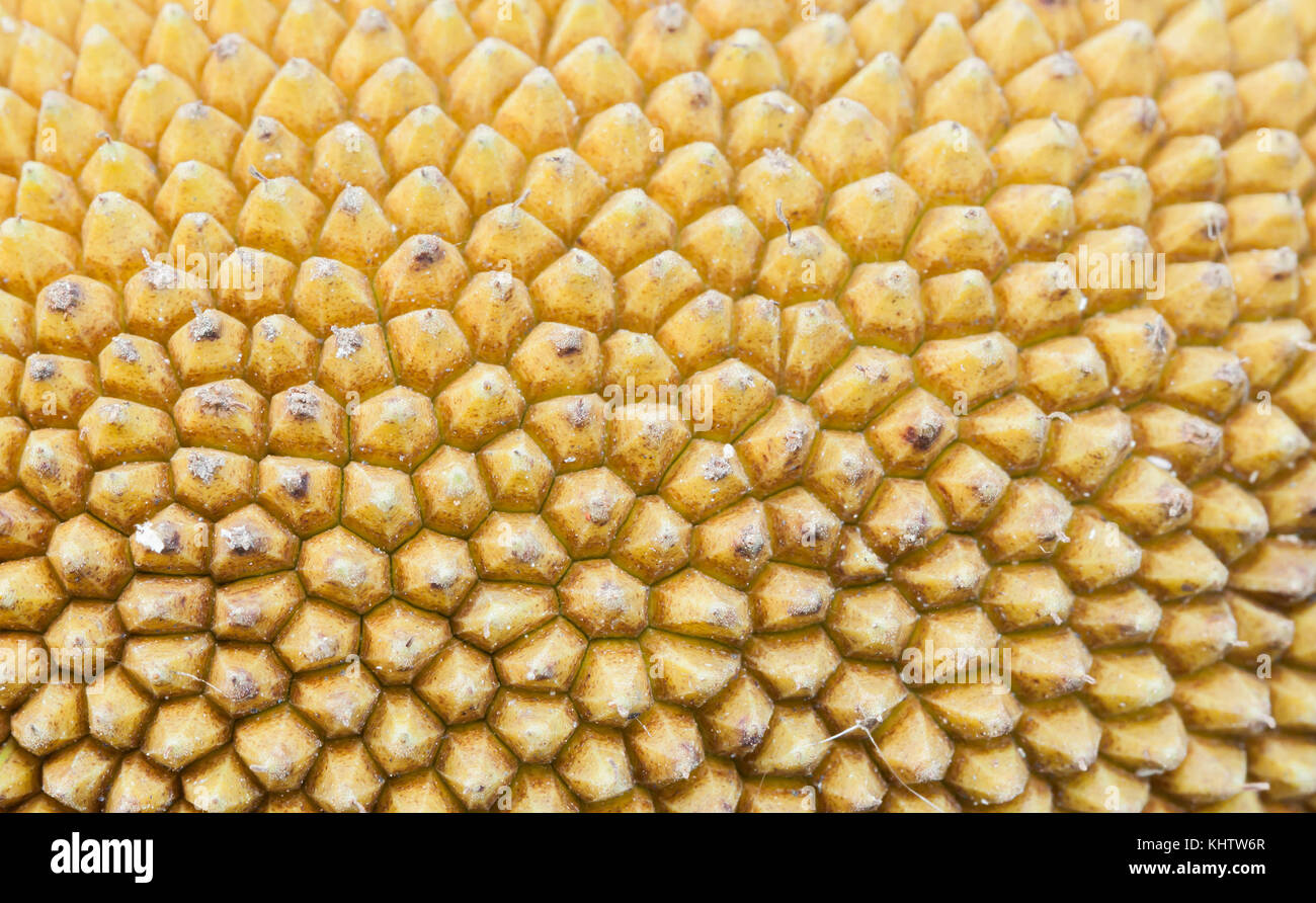 Close up Yellow Jackfruit wallpaper texture Stock Photo - Alamy