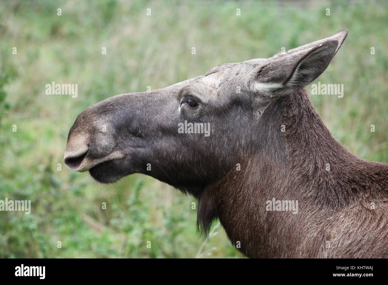 Canada portrait moose hi-res stock photography and images - Alamy