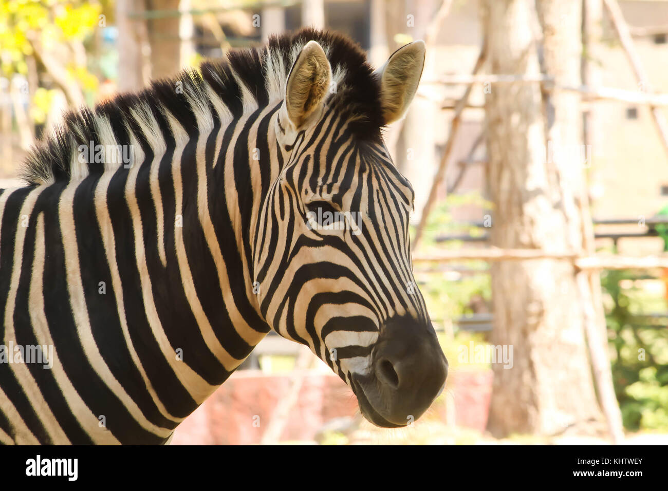 Closeup head Single zebra portrait in thailand Stock Photo - Alamy