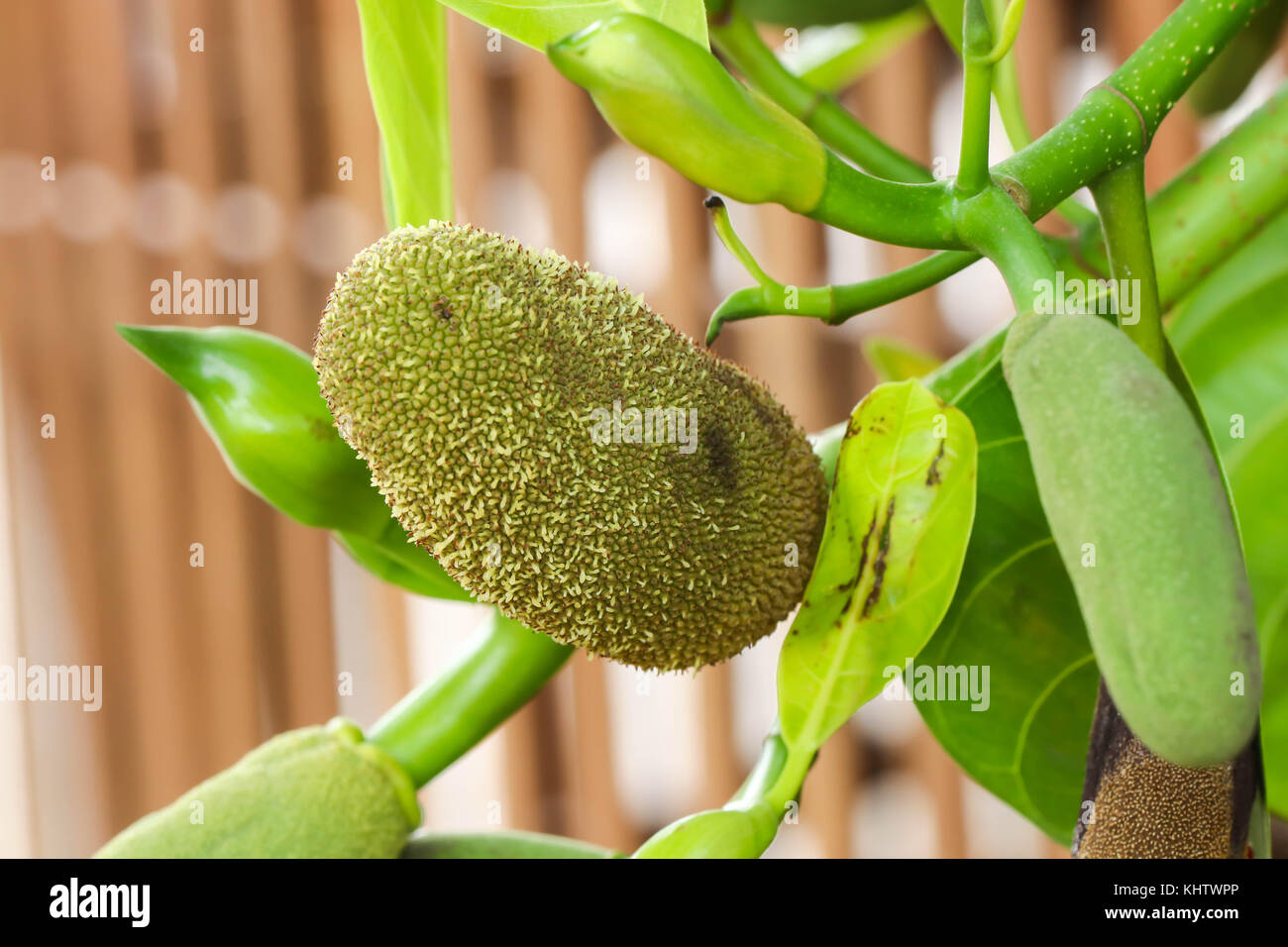 Baby jackfruit hi-res stock photography and images - Alamy
