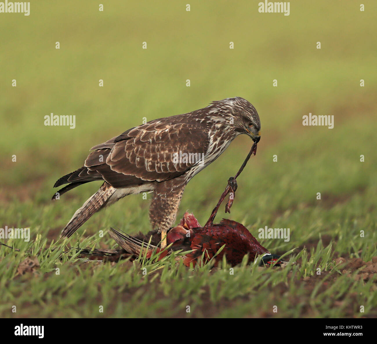 Common Buzzard eating a male Pheasant Stock Photo - Alamy
