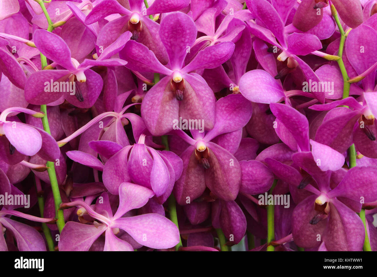 Group of orchid flowers hi-res stock photography and images - Alamy