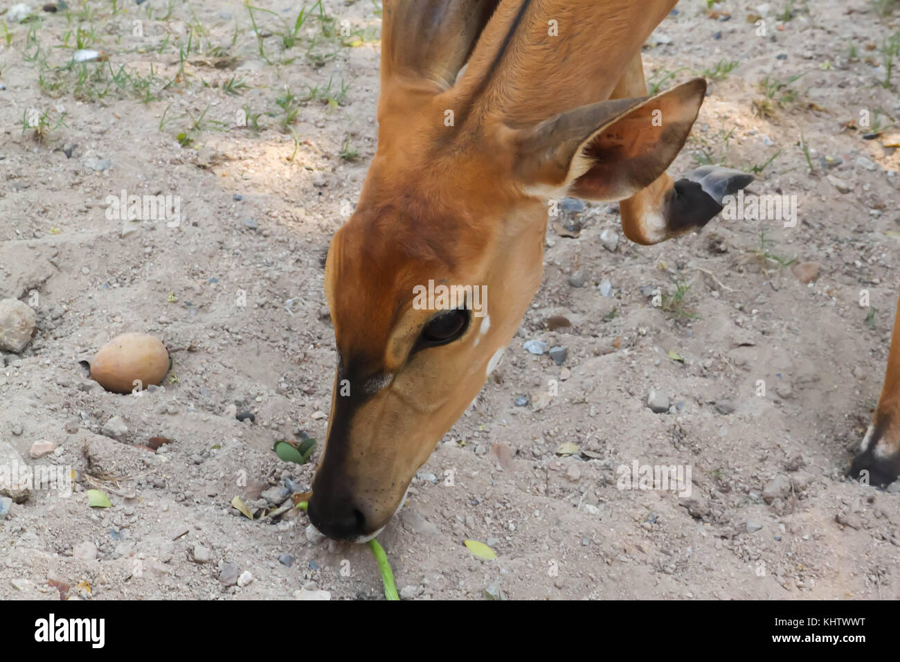 Deer of thailand hi-res stock photography and images - Alamy