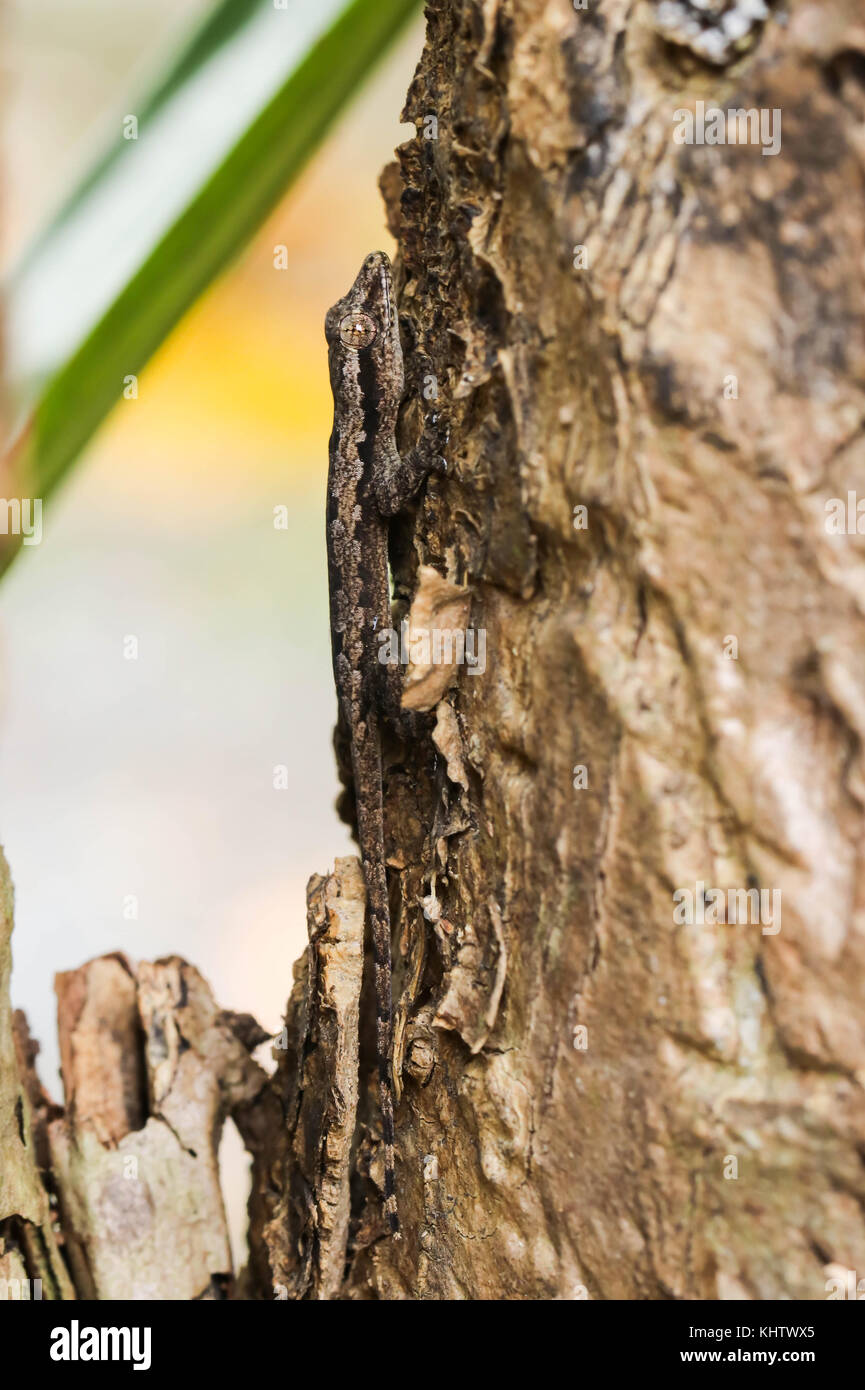 Close up of little brown gecko on the brown tree Stock Photo - Alamy