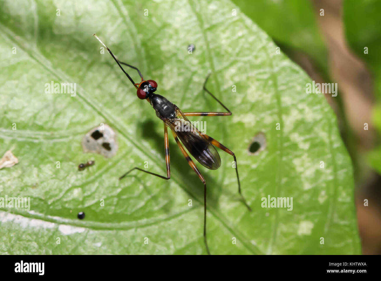 Long legged flies hi-res stock photography and images - Alamy