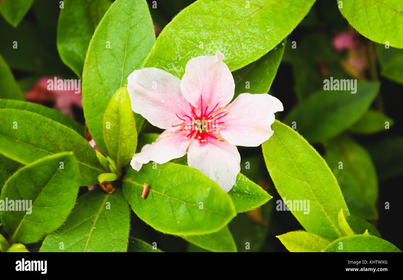 Cherry Blossom Tree Leaf