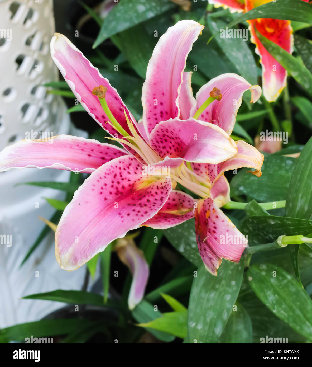 Closeup of Pink Lily flowers in the garden Stock Photo - Alamy