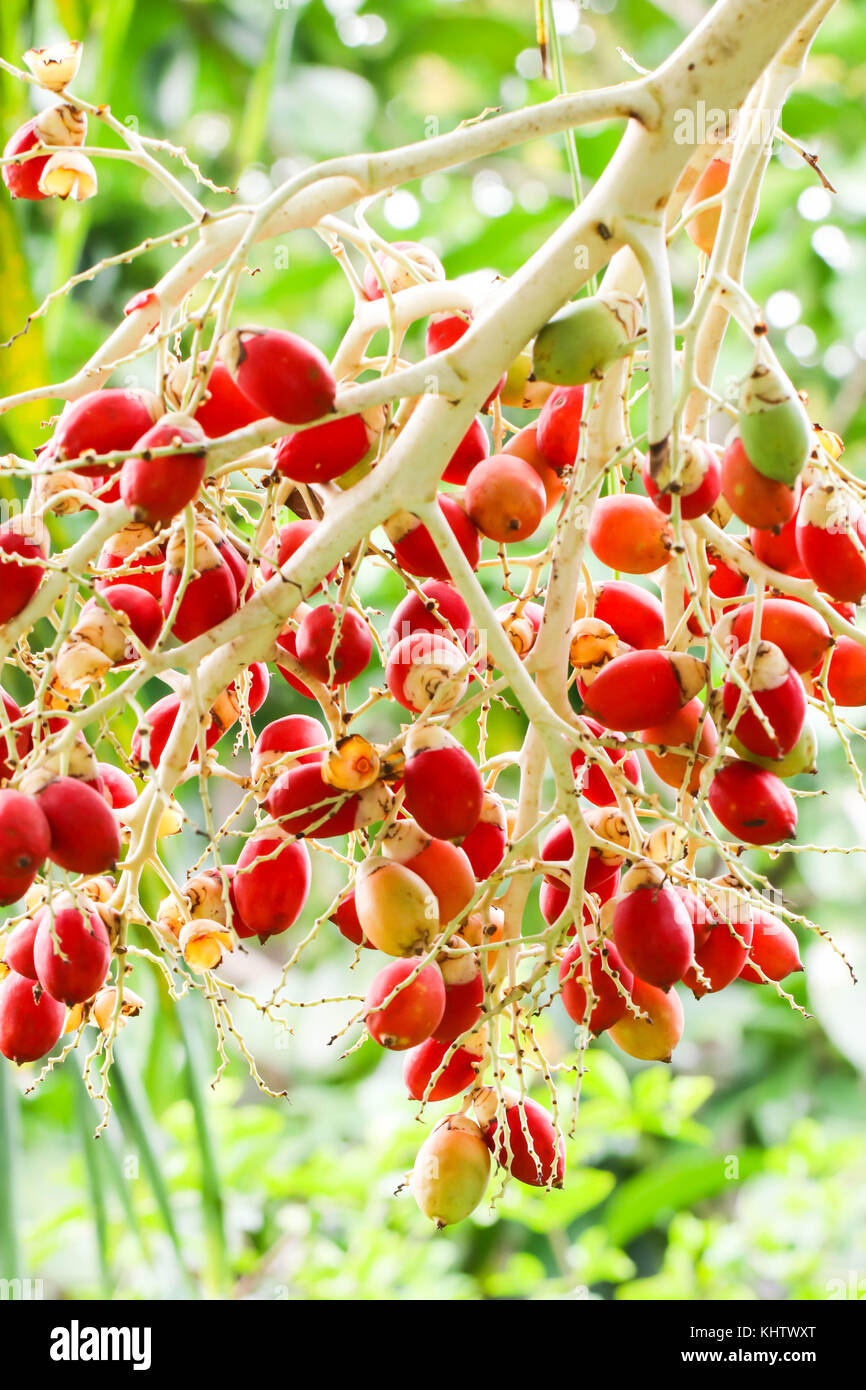 Closeup of red dates hanging from a palm Stock Photo - Alamy