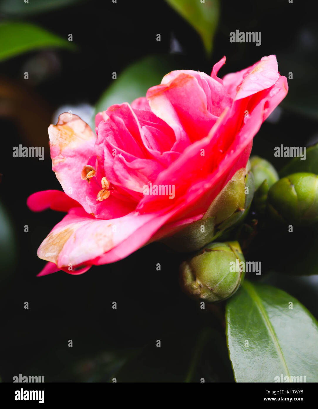 Closeup of Single red flower in the garden Stock Photo - Alamy