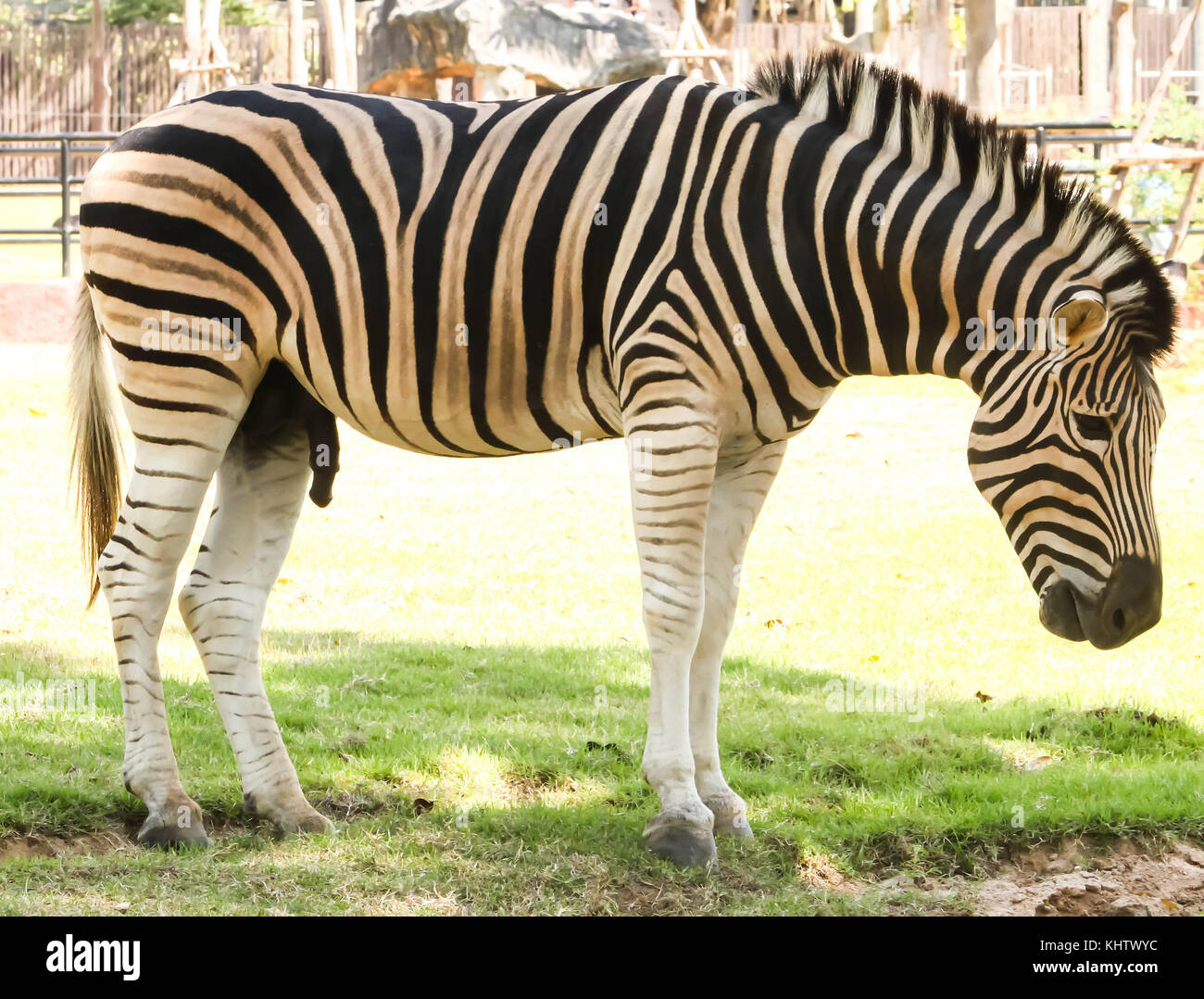 Closeup of Single zebra portrait in thailand Stock Photo - Alamy