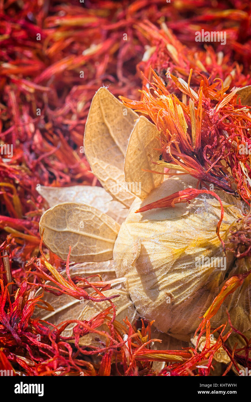 Safflower, false saffron (Carthamus tinctorius). dried flowers Stock ...