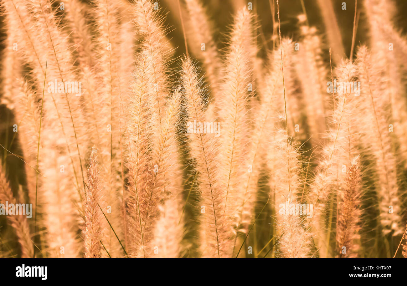closeup of yellow tropical grass sunset background Stock Photo - Alamy