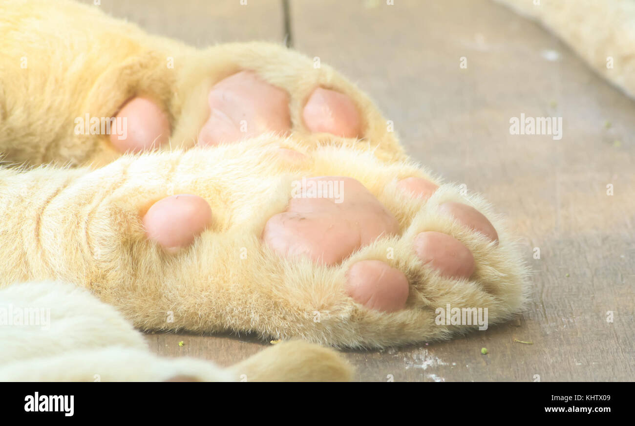 Closeup of yellow under tiger foot Stock Photo - Alamy