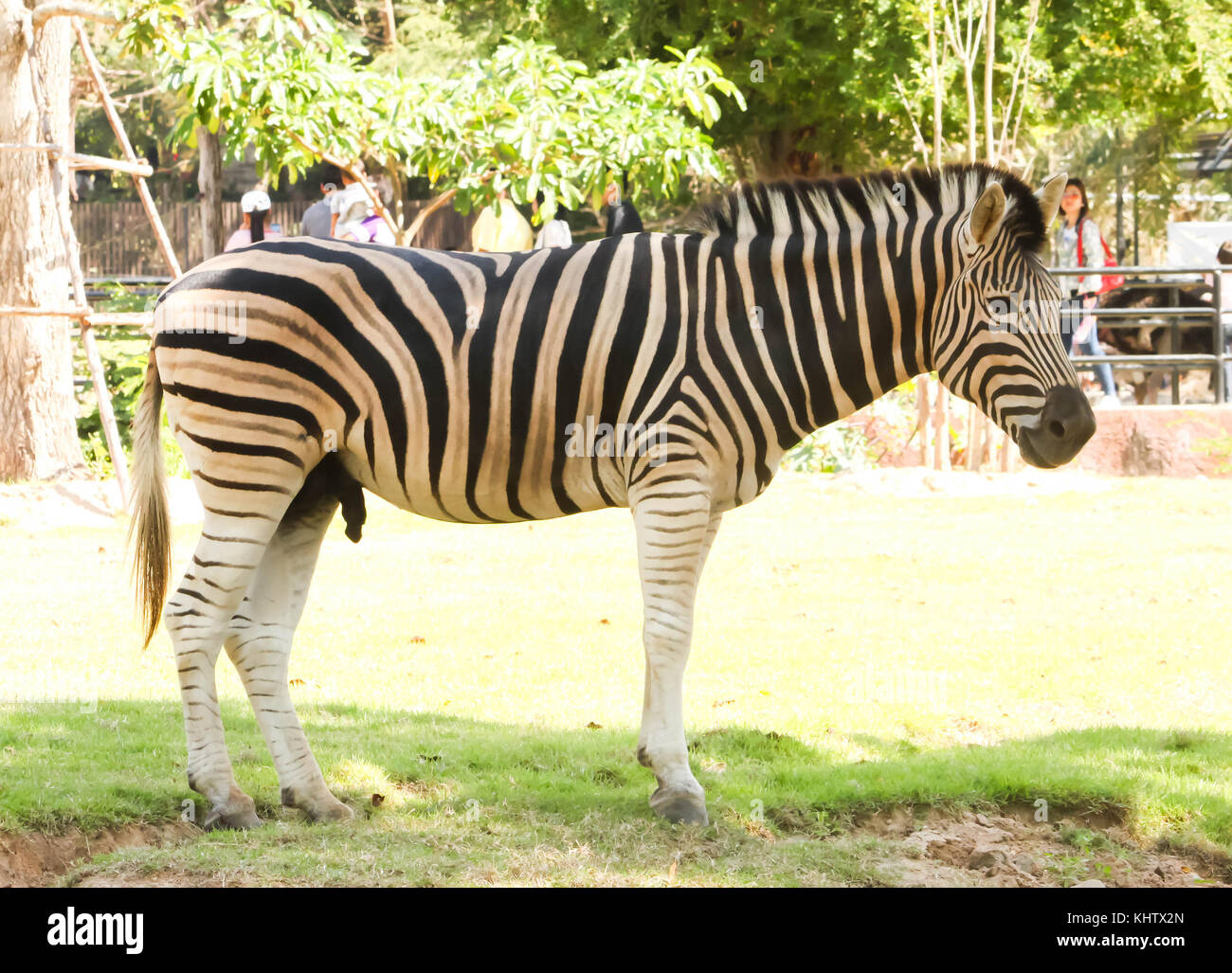Single zebra hi-res stock photography and images - Alamy