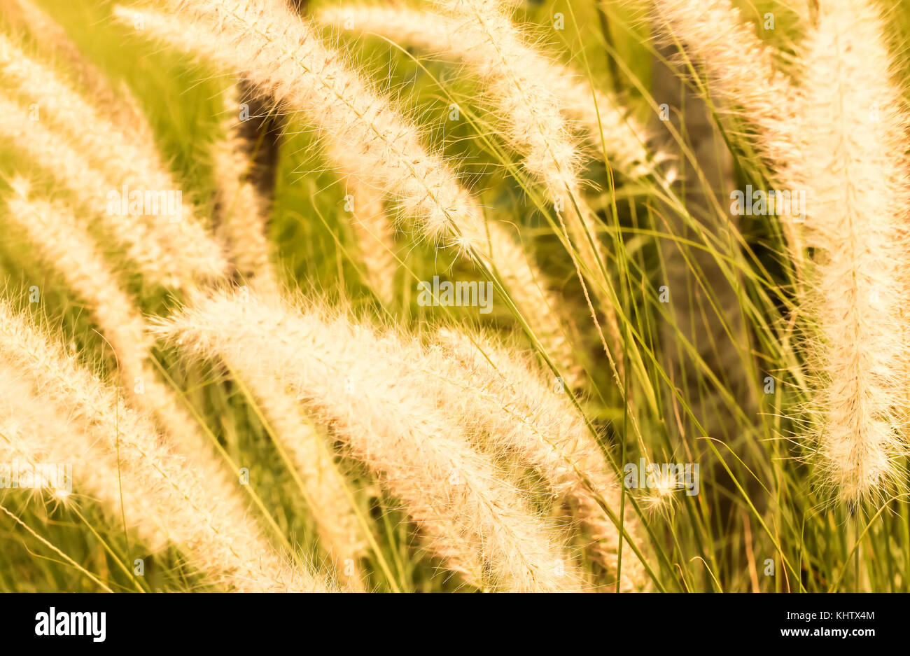 closeup yellow tropical grass sunset background Stock Photo - Alamy