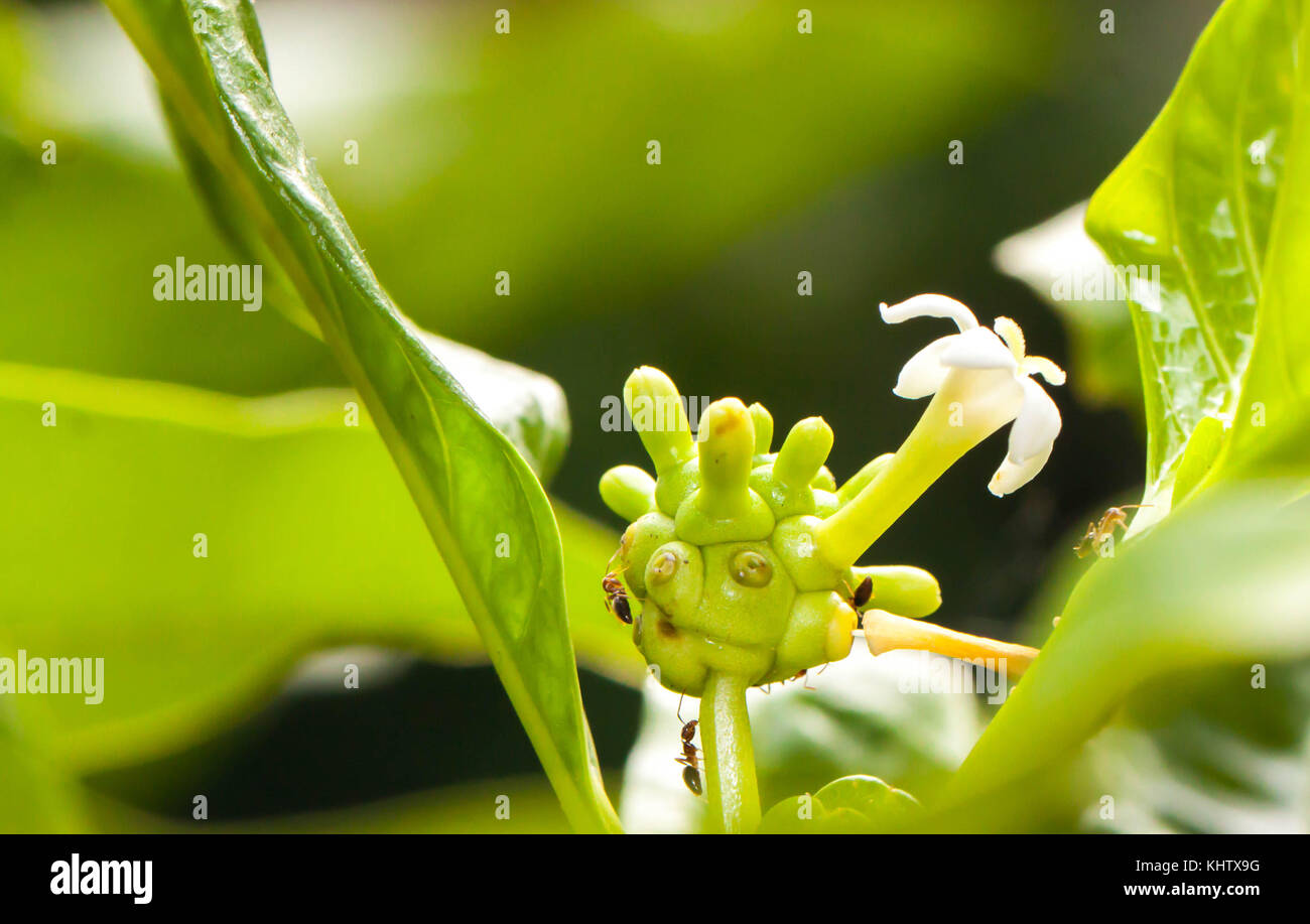 Fresh little noni fruit on the tree Stock Photo - Alamy