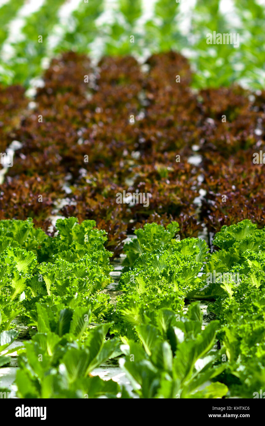 Aquaponic vegetables hi-res stock photography and images - Alamy