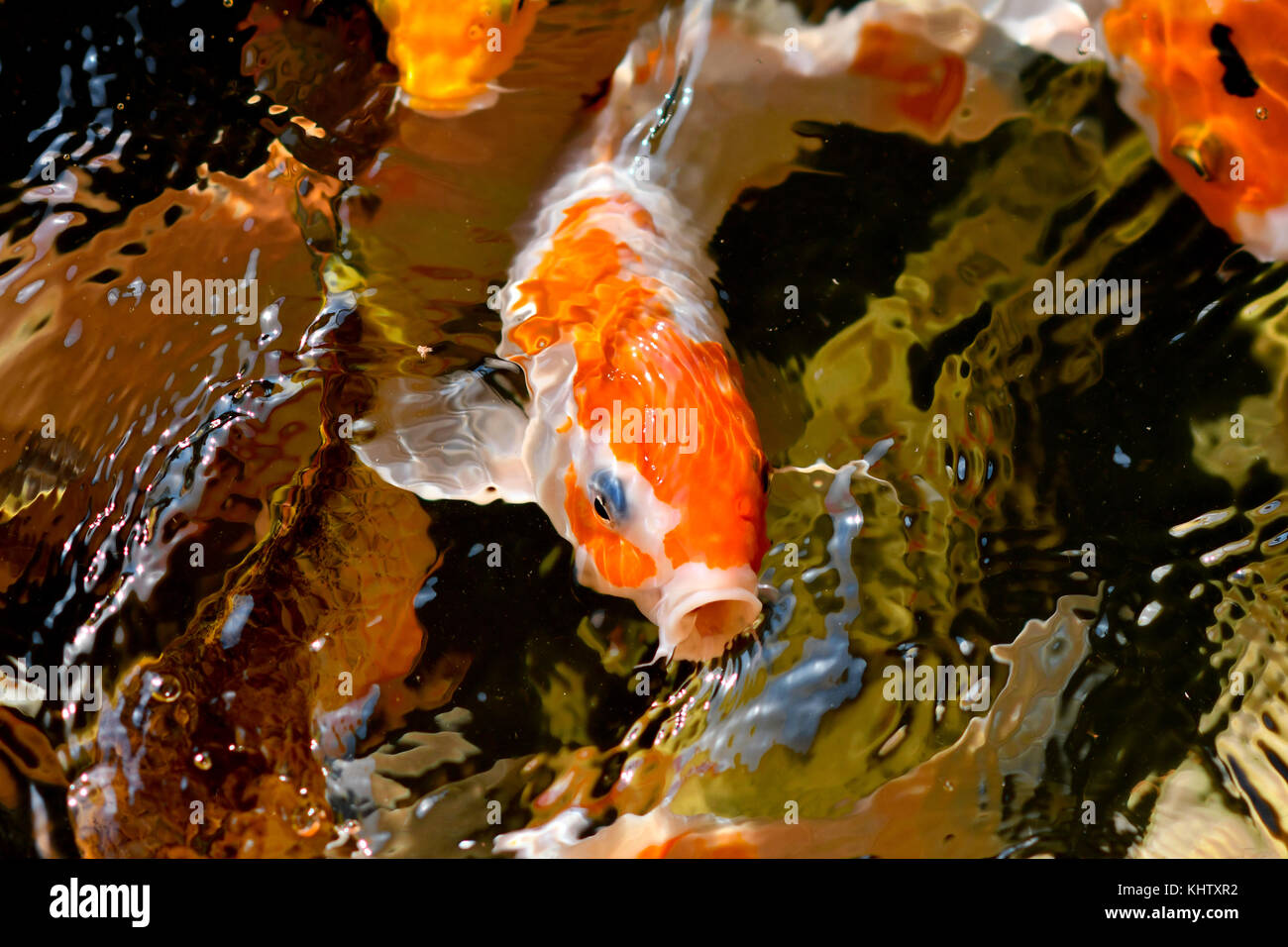 Outdoor koi ponds, hungry koi Stock Photo - Alamy