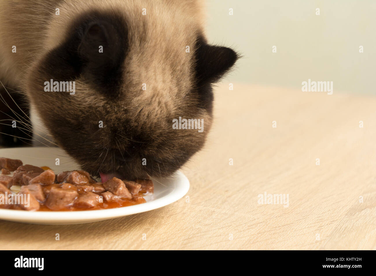 Closeup of cat eating food from a plate. Persian shorthair cat Stock ...