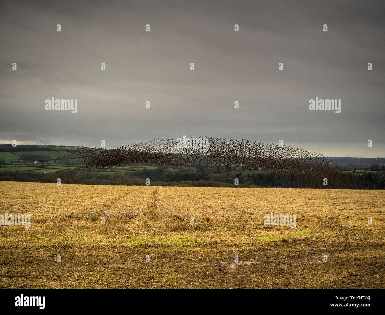 Mumuration birds hi-res stock photography and images - Alamy