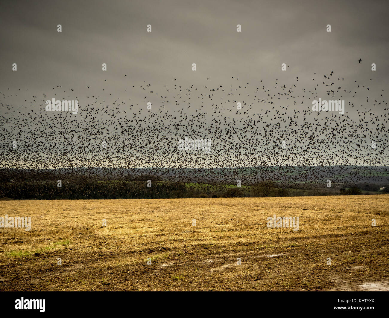 Mumuration hi-res stock photography and images - Alamy