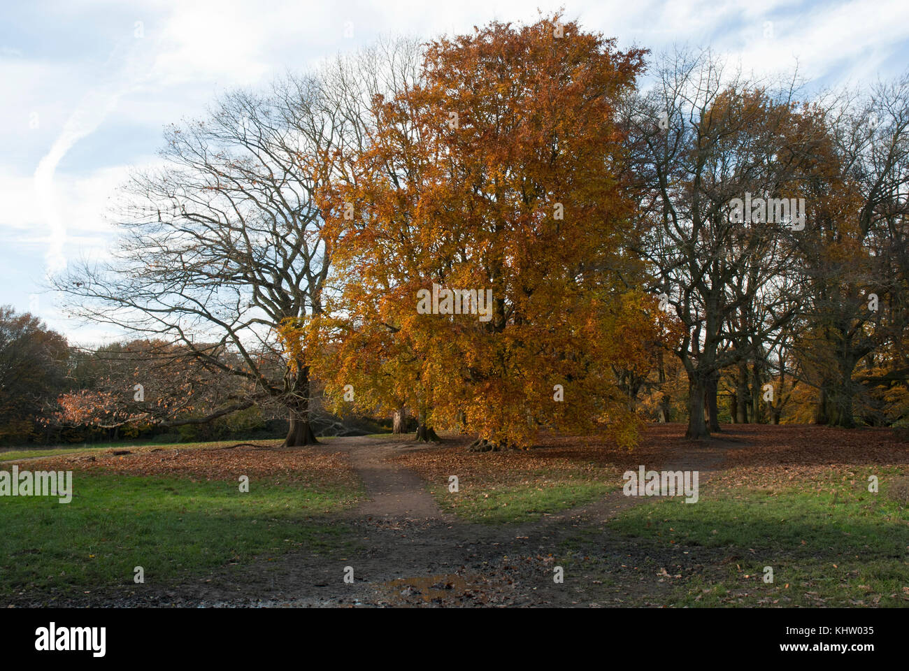 Autumn colours at Hampstead Heath. Large trees with golden autumn ...