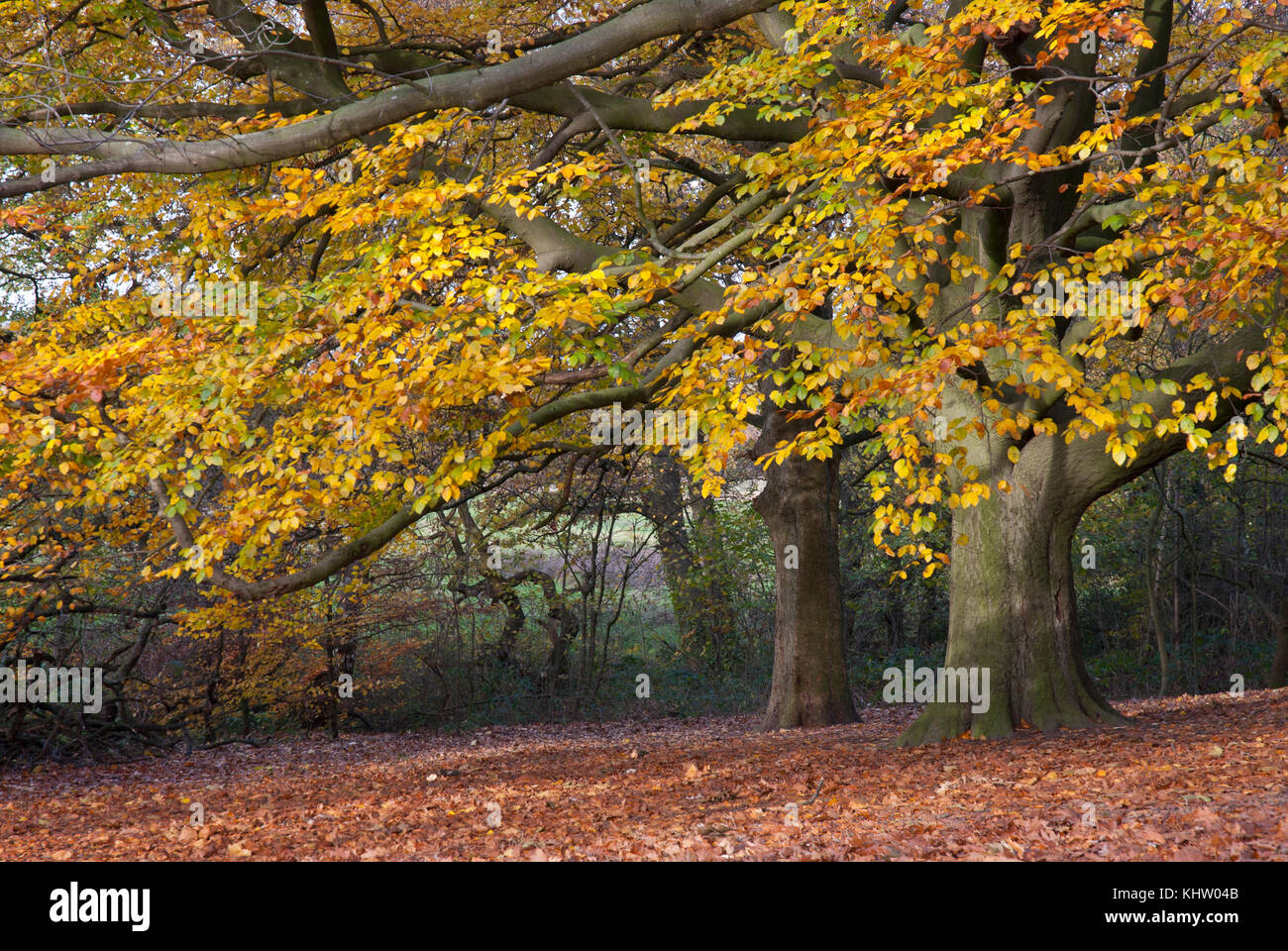 Picnic in beech wood hi-res stock photography and images - Alamy