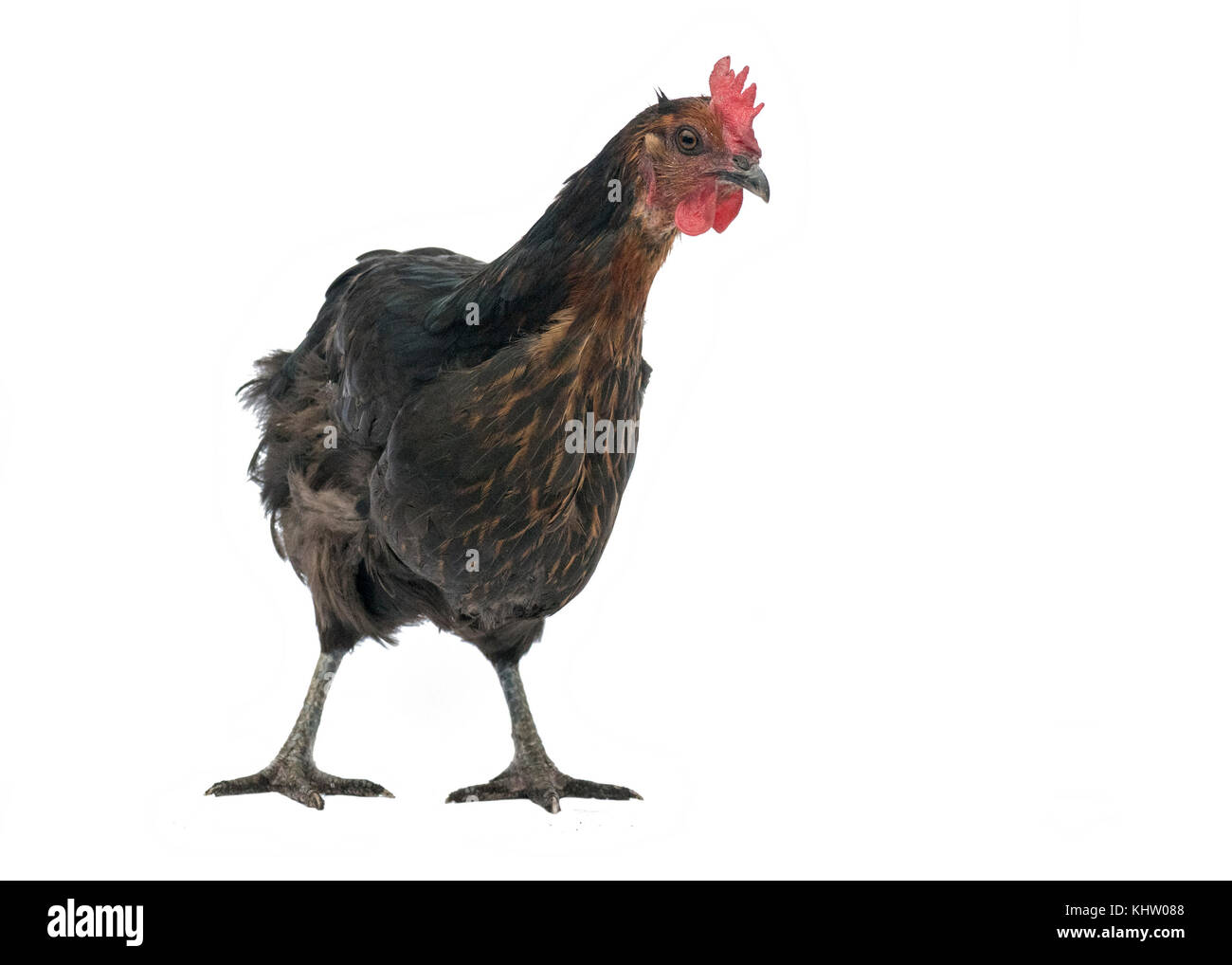 funny inquisitive image of a brown chicken copper marans stood isolated ...
