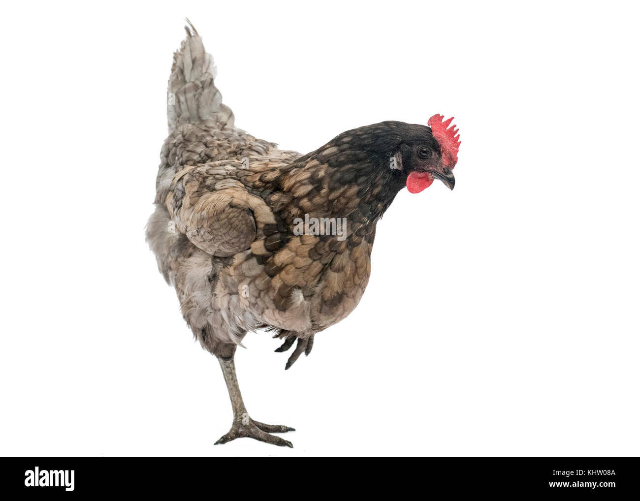Bluebell chicken hi-res stock photography and images - Alamy