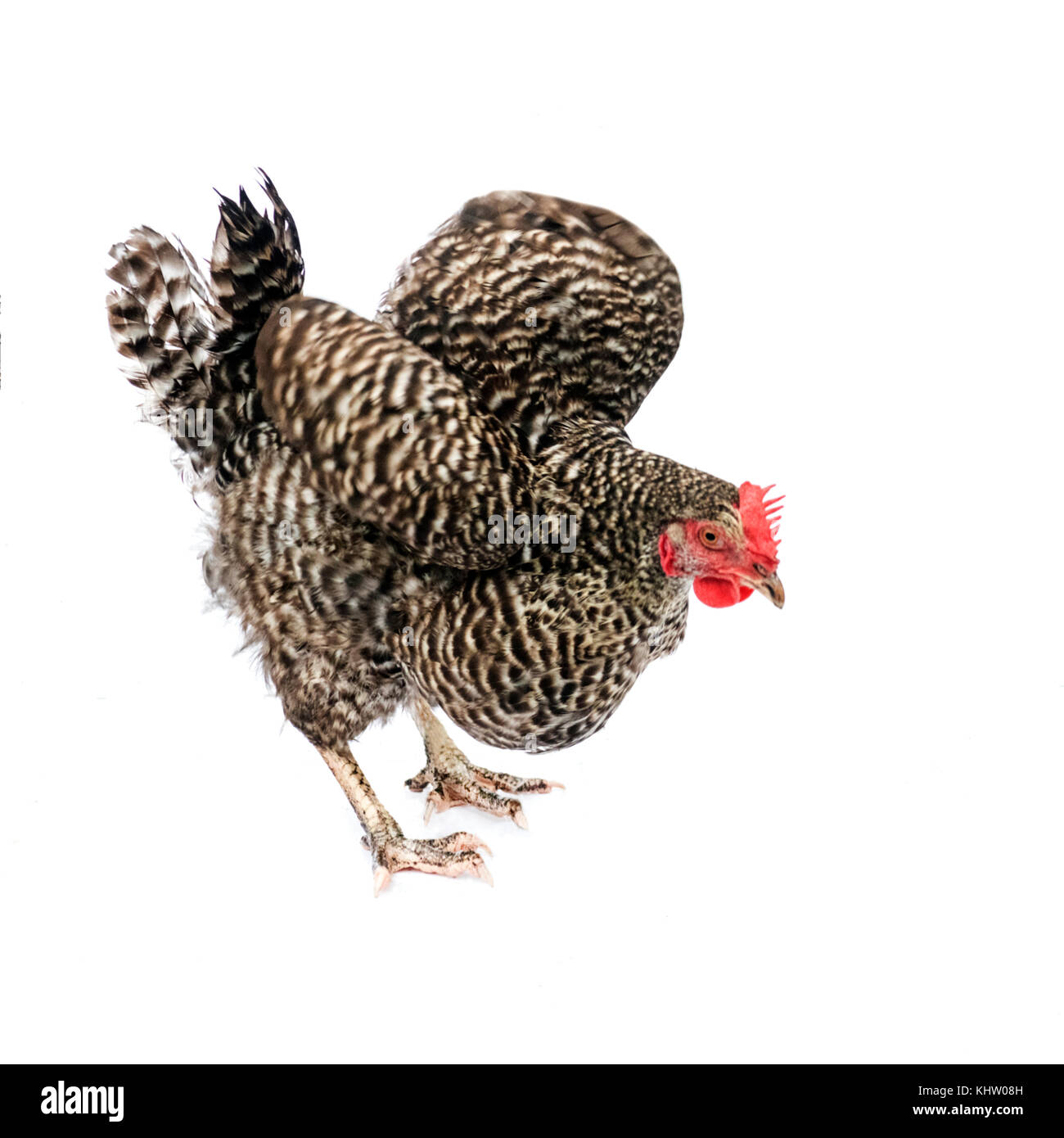 Flapping chicken hi-res stock photography and images - Alamy