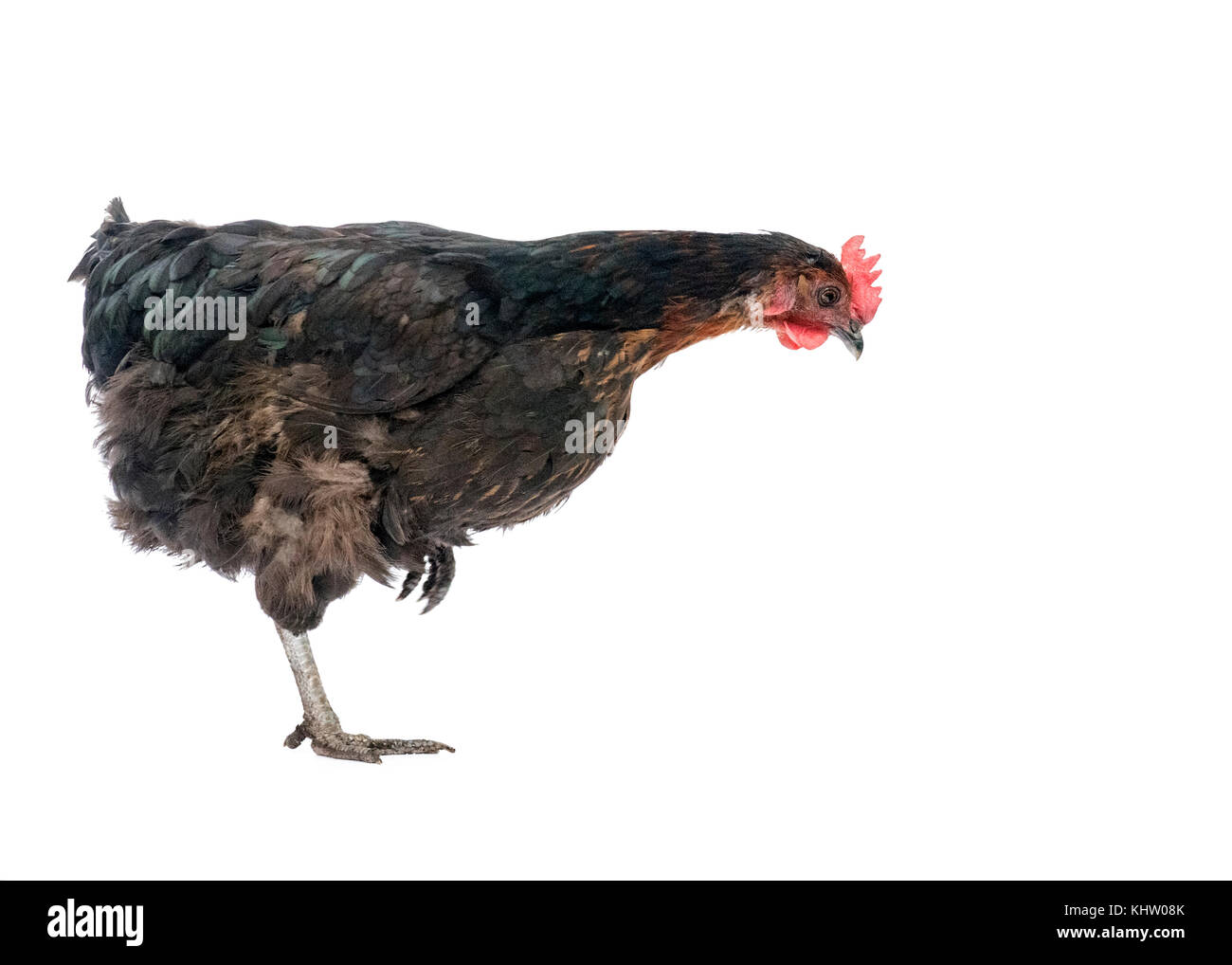 image of a brown chicken copper marans standing on one leg isolated on ...